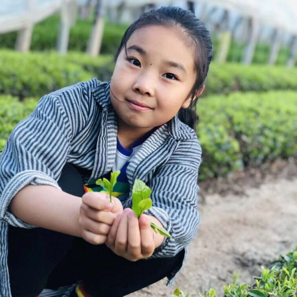 How Is Tea Grown? A Guide to Tea Cultivation and Production - Blog