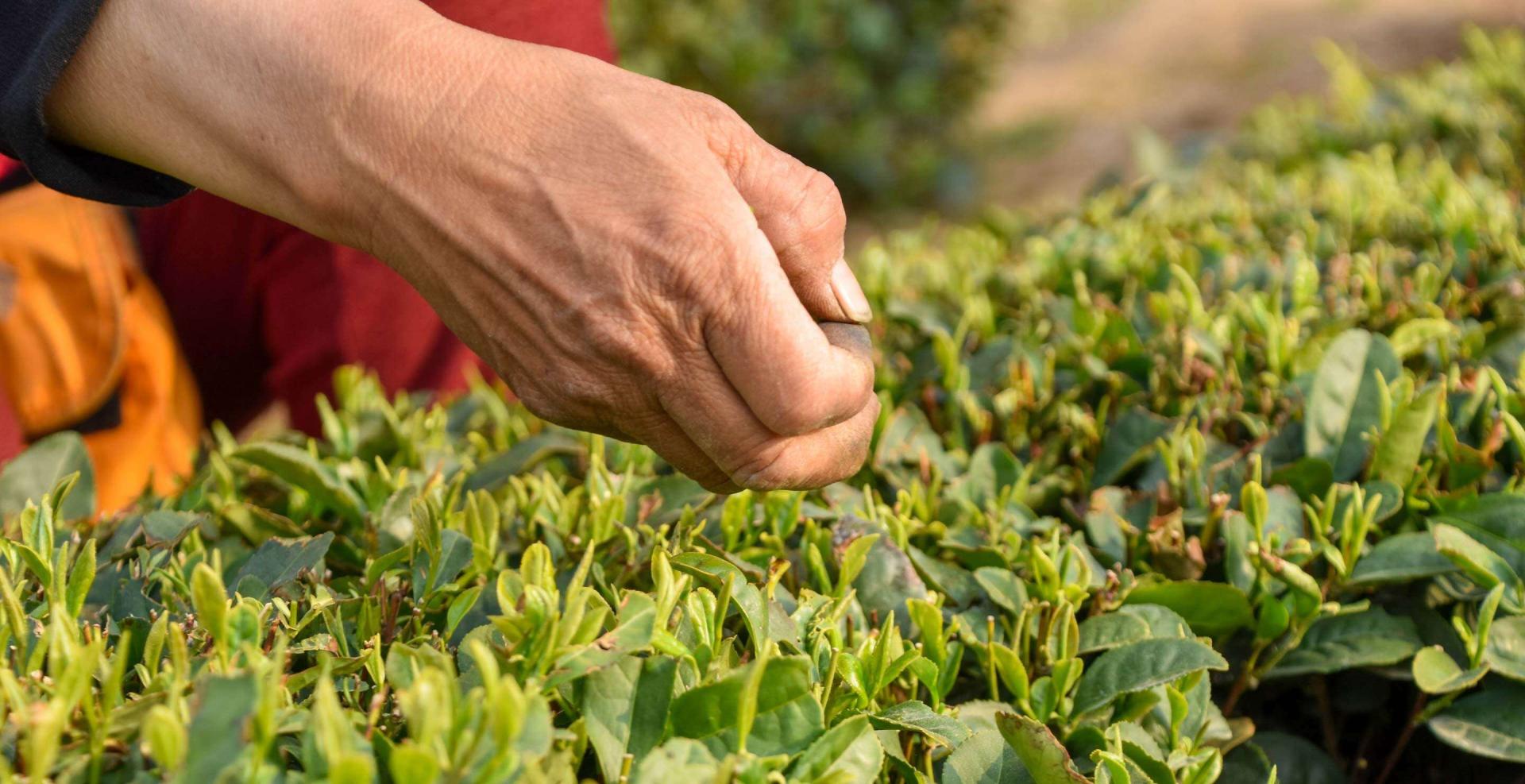 Black Tea vs Green Tea: Differences and Benefits to Consider - Blog