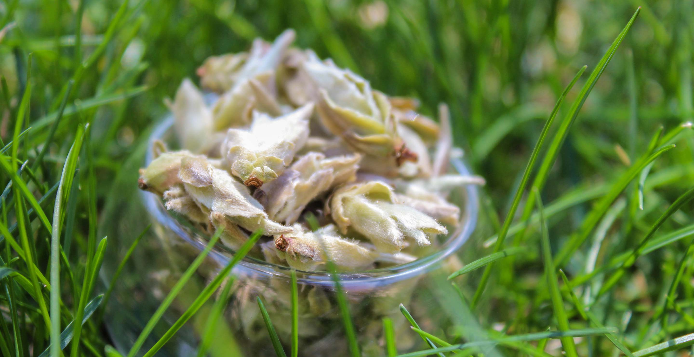 Focus on Yabao Tea - Blog