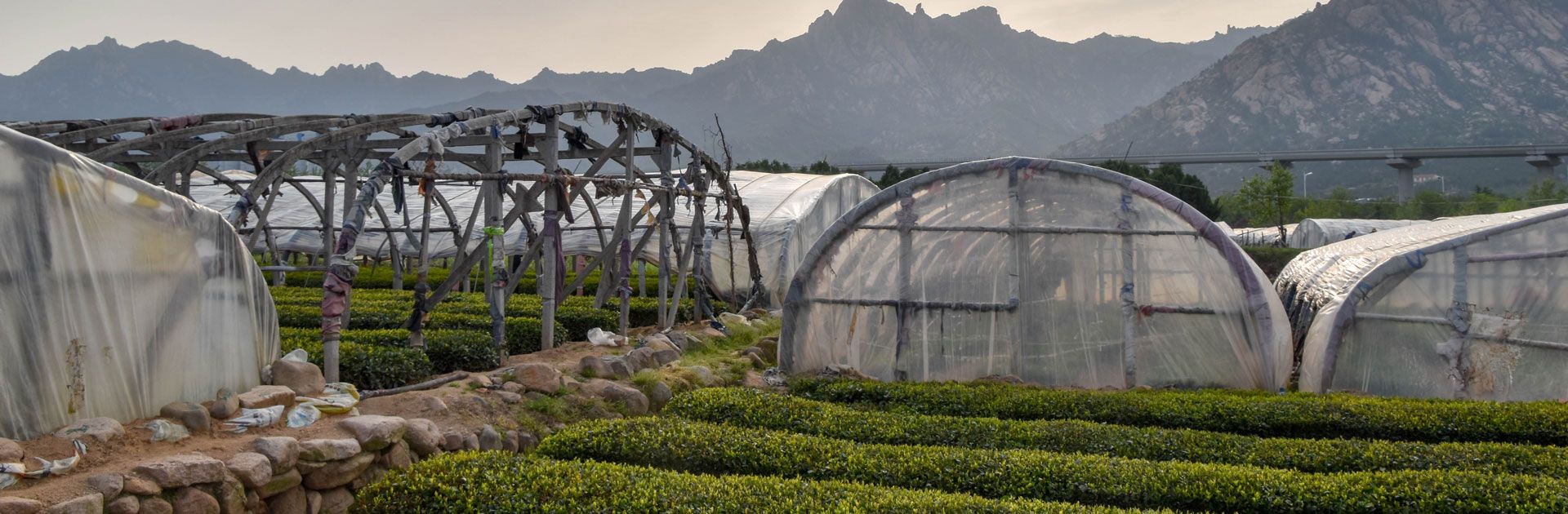 How Is Tea Grown? A Guide to Tea Cultivation and Production - Blog