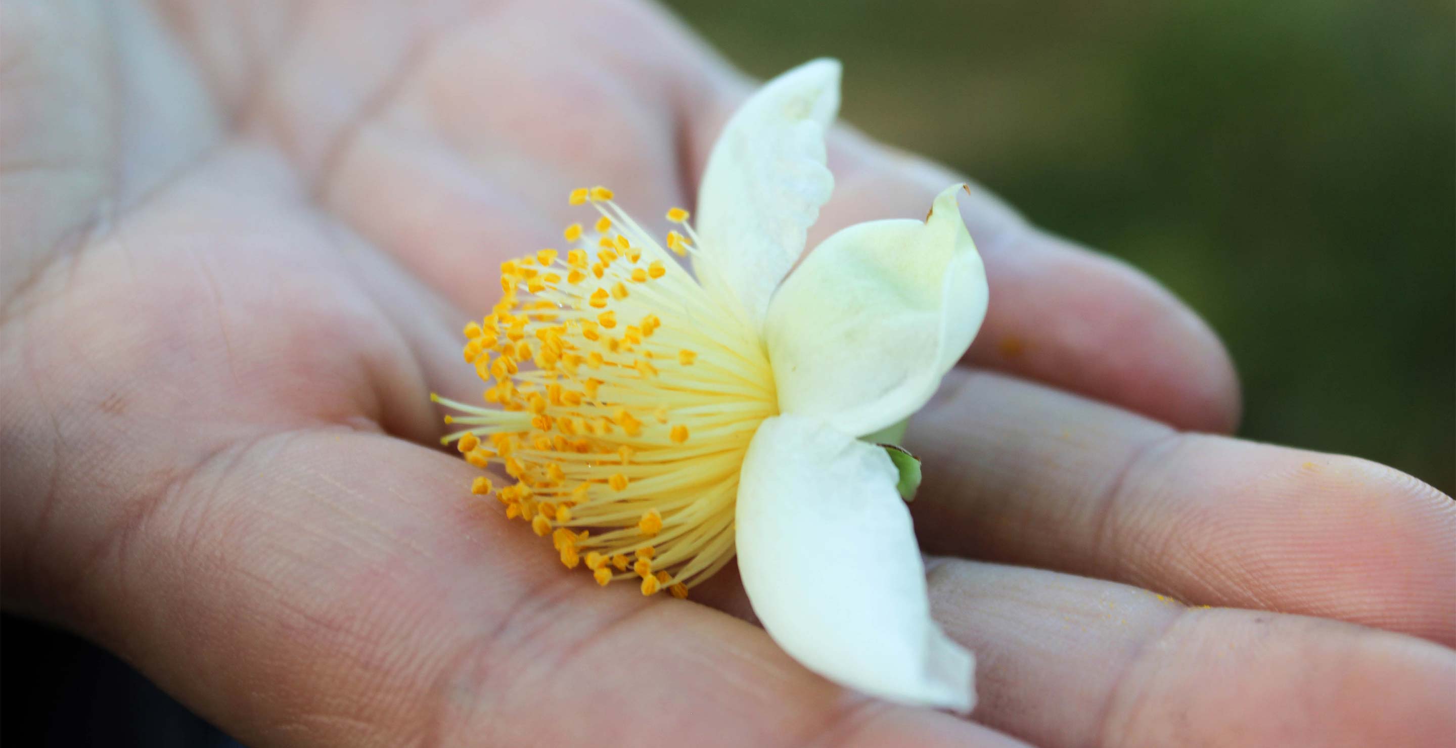 Taste, Texture and Aroma Part Four: the Floral Flavor Spectrum - Blog