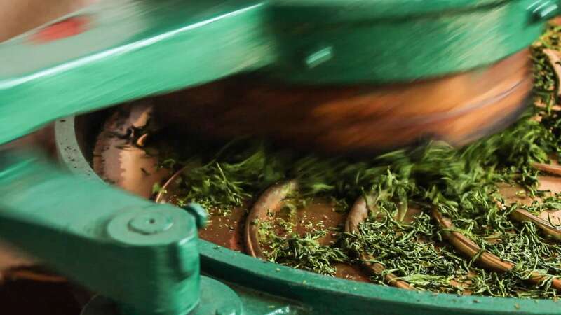 Making Laoshan Black Tea - Blog