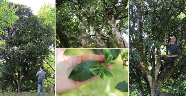 Qianjiazhai's Old Tea Trees - Blog