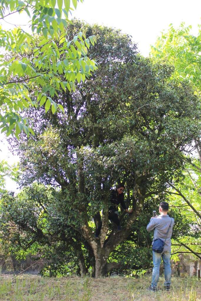 Qianjiazhai's Old Tea Trees - Blog