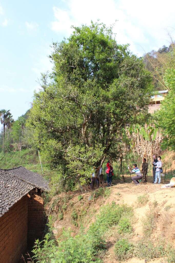 Qianjiazhai's Old Tea Trees - Blog